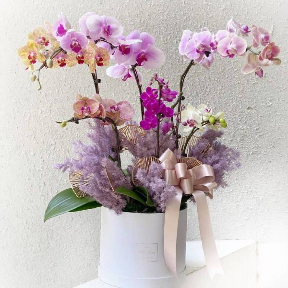 Special Orchid Box | Petite Fleur