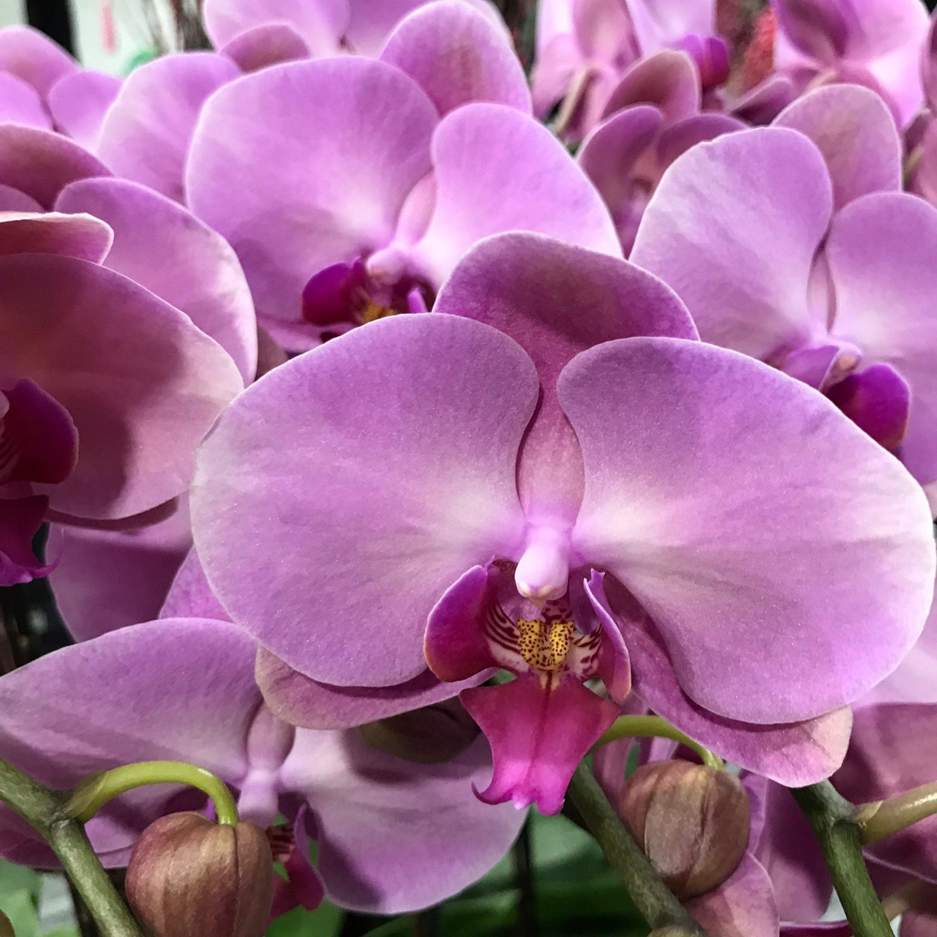 Orchid Flower Singapore | Online Flower Delivery