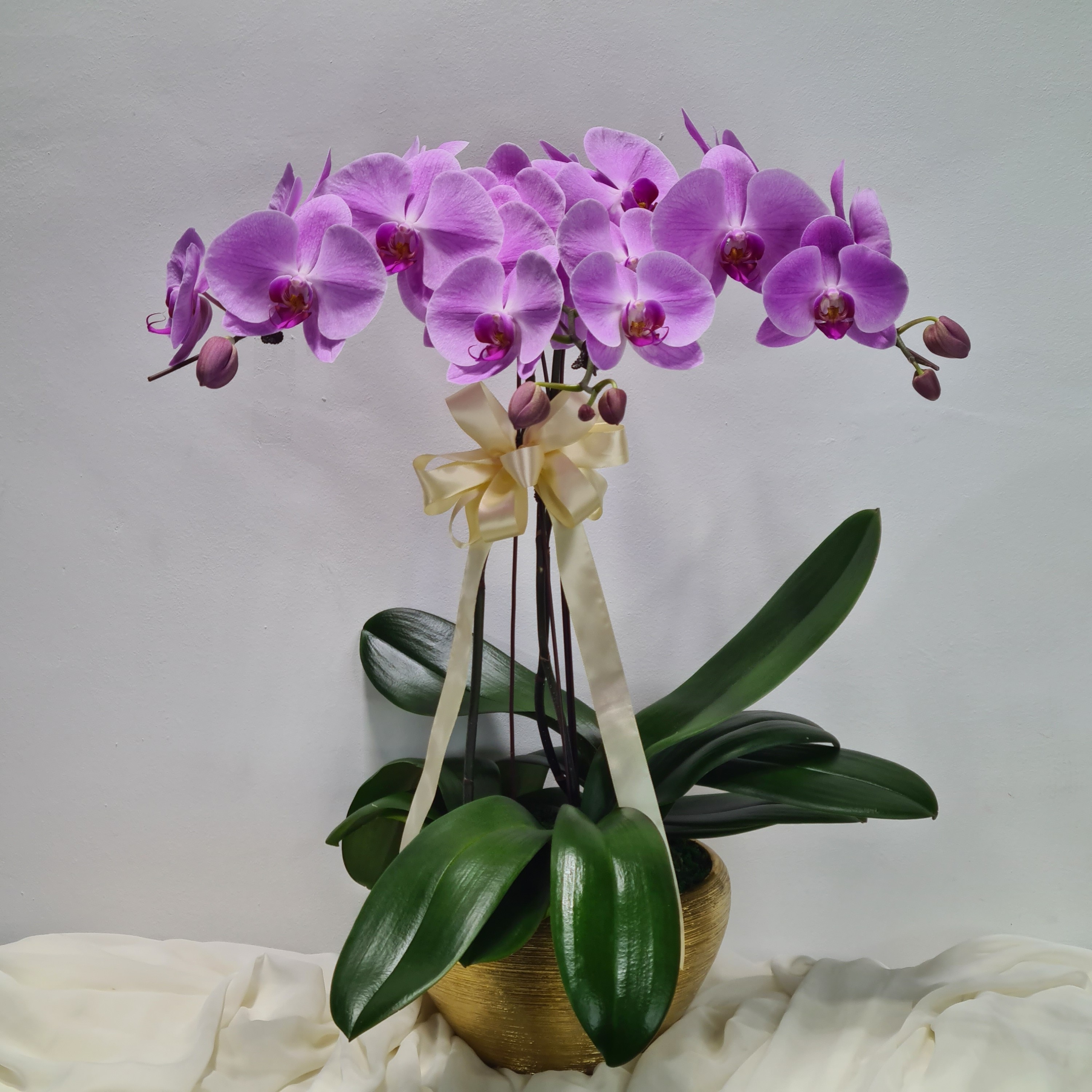 Special Phalaenopsis Orchid Vase